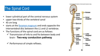 anatomy of central nervous system | PPTX
