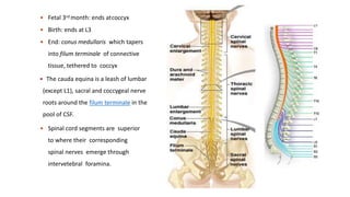 anatomy of central nervous system | PPTX
