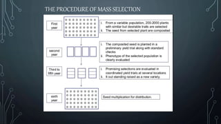 Pureline and Mass selection methods of plant breeding | PPTX