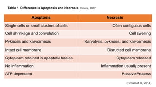 Role of apoptosis in physiology and diseases i | PPTX