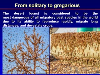 Neha_Tomar.ppt | Biological Sciences | Science