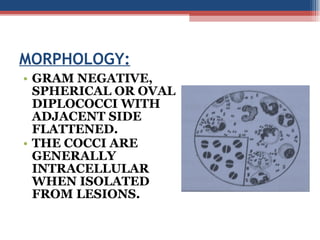 Neisseria, gonorrhoea, STD, meningitis, meningococci, gonococci ...
