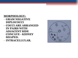 Neisseria, gonorrhoea, STD, meningitis, meningococci, gonococci ...