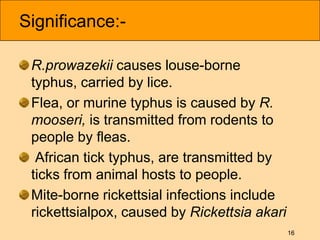 neisseria, rickettsia, chlamydias | PPT