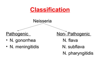 Neisseria | PPT