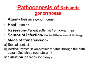 Neisseria | PPT