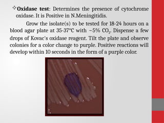 neisseria-160915072903.ppsx ppt for infections caused due to Neisseria ...