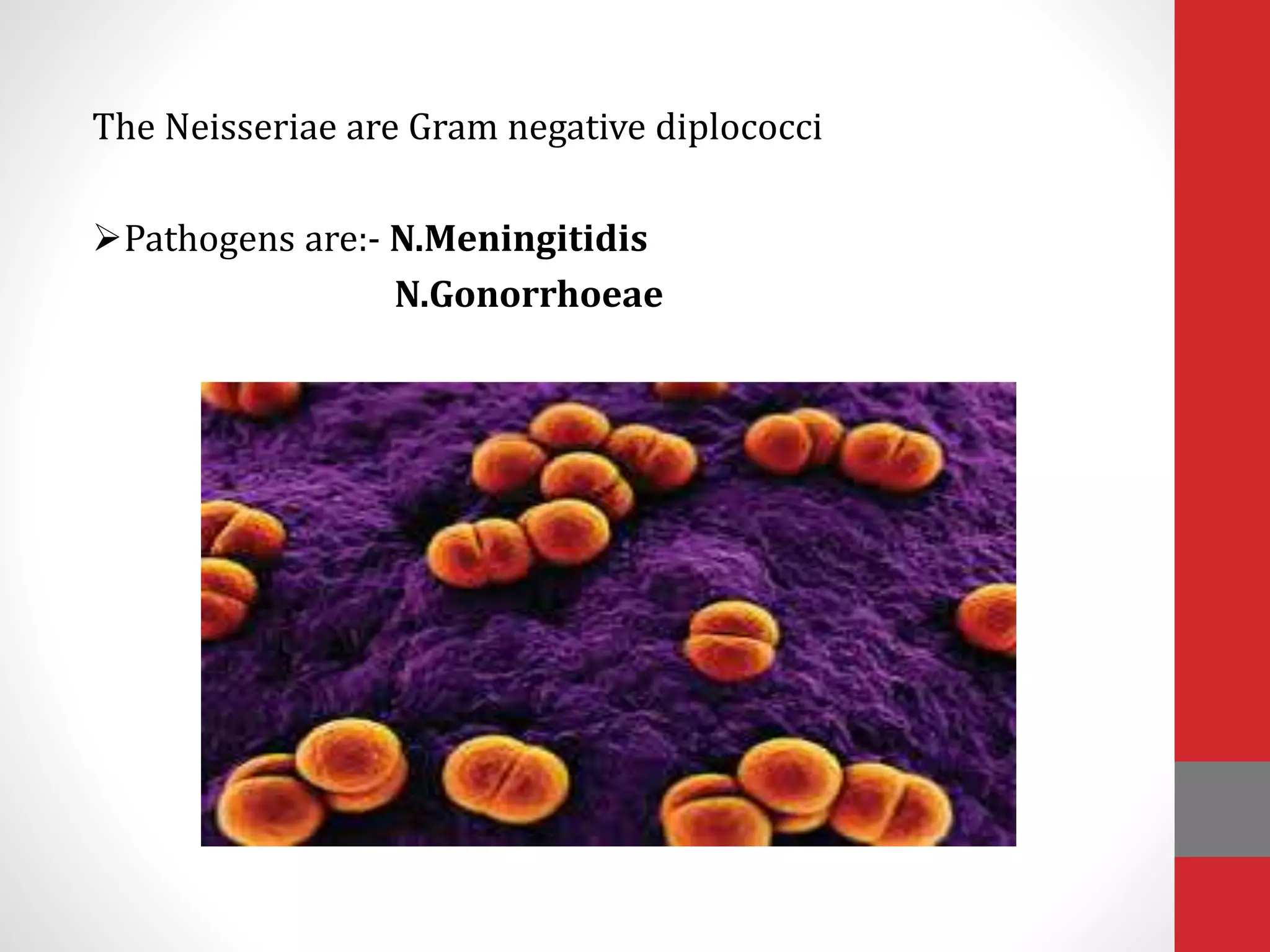 Neisseria | PPSX