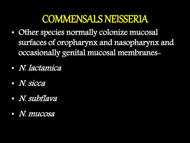 Neisseria | PPTX | Ear, Nose and Throat Conditions | Diseases and ...
