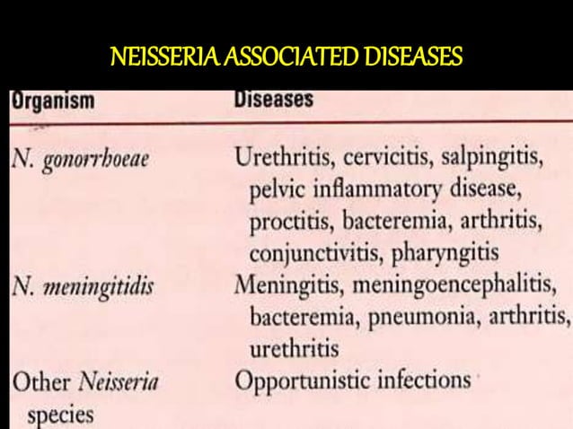 Neisseria | PPTX | Ear, Nose and Throat Conditions | Diseases and ...