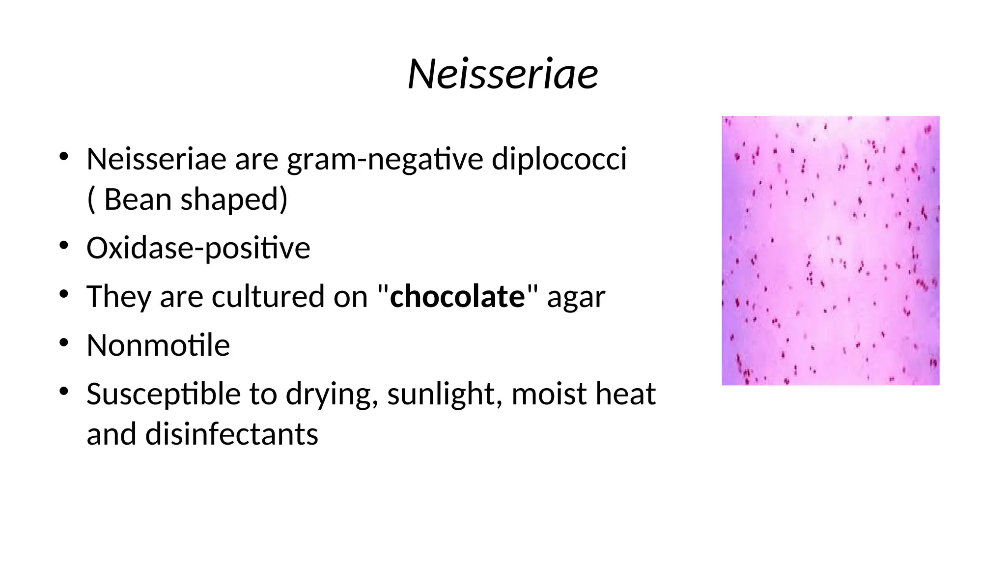 neisseria and haemophilus general properties .ppt