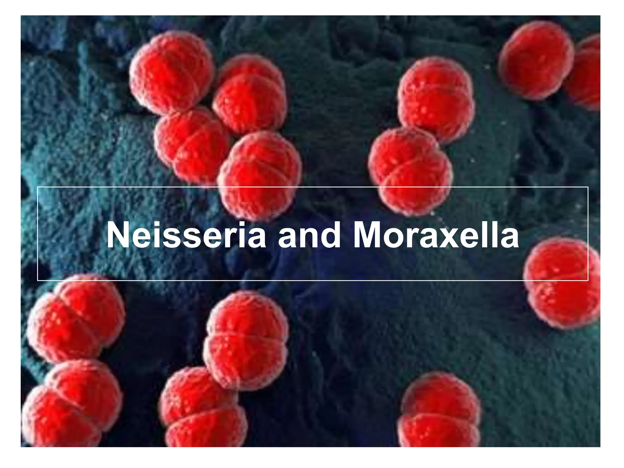 Neisseria and Moraxella.pptx