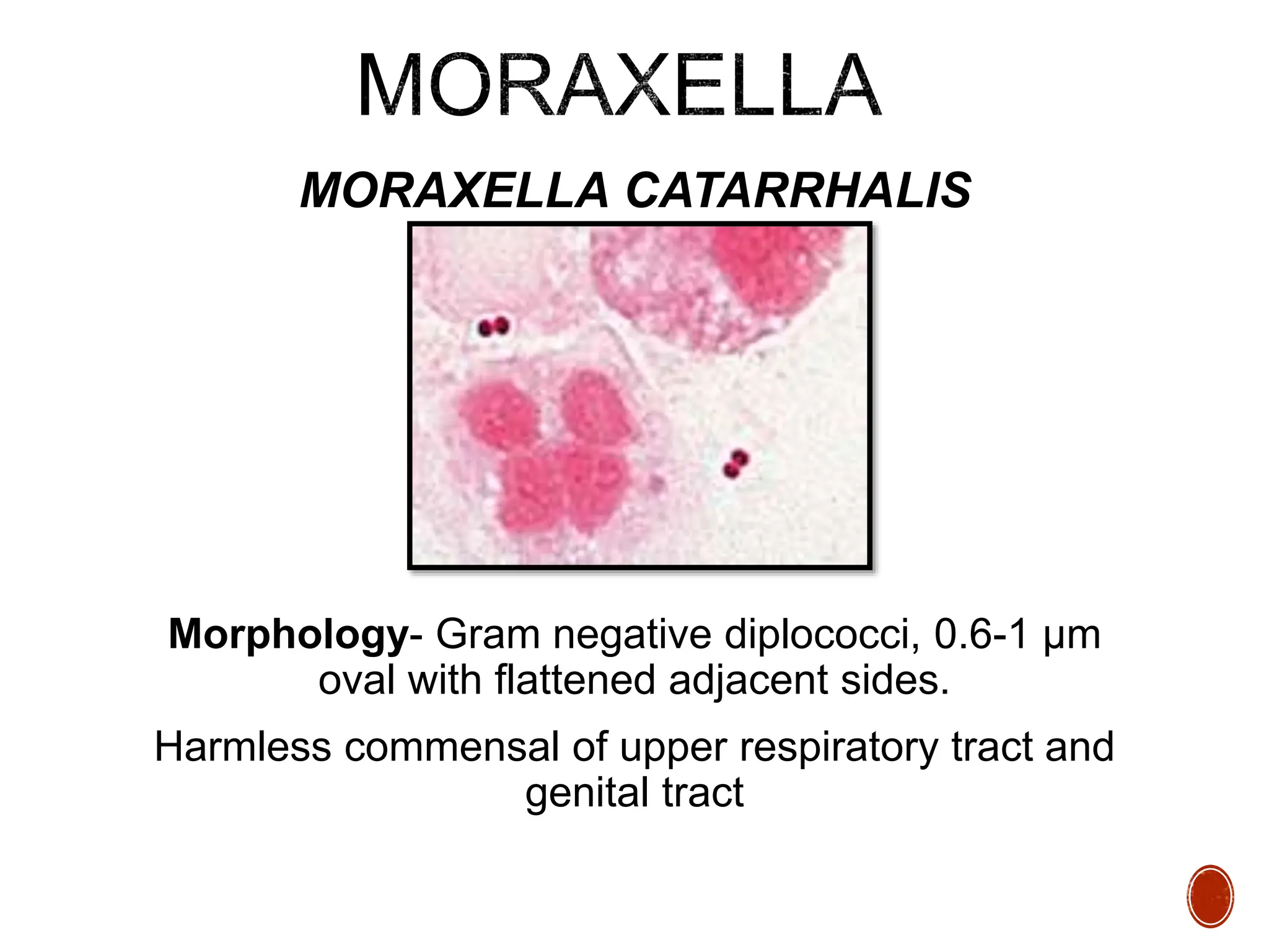 Neisseria and Moraxella.pptx
