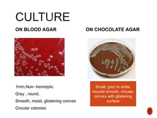 Neisseria and Moraxella.pptx