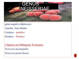 Neisseria and Moraxella.pptx