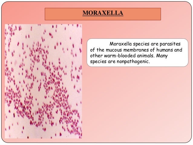 Neisseriacea and bacillus spp