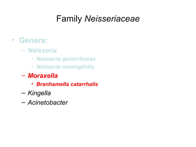 Neisseriaceae | PPT