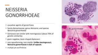Neisseriaceae.pptx