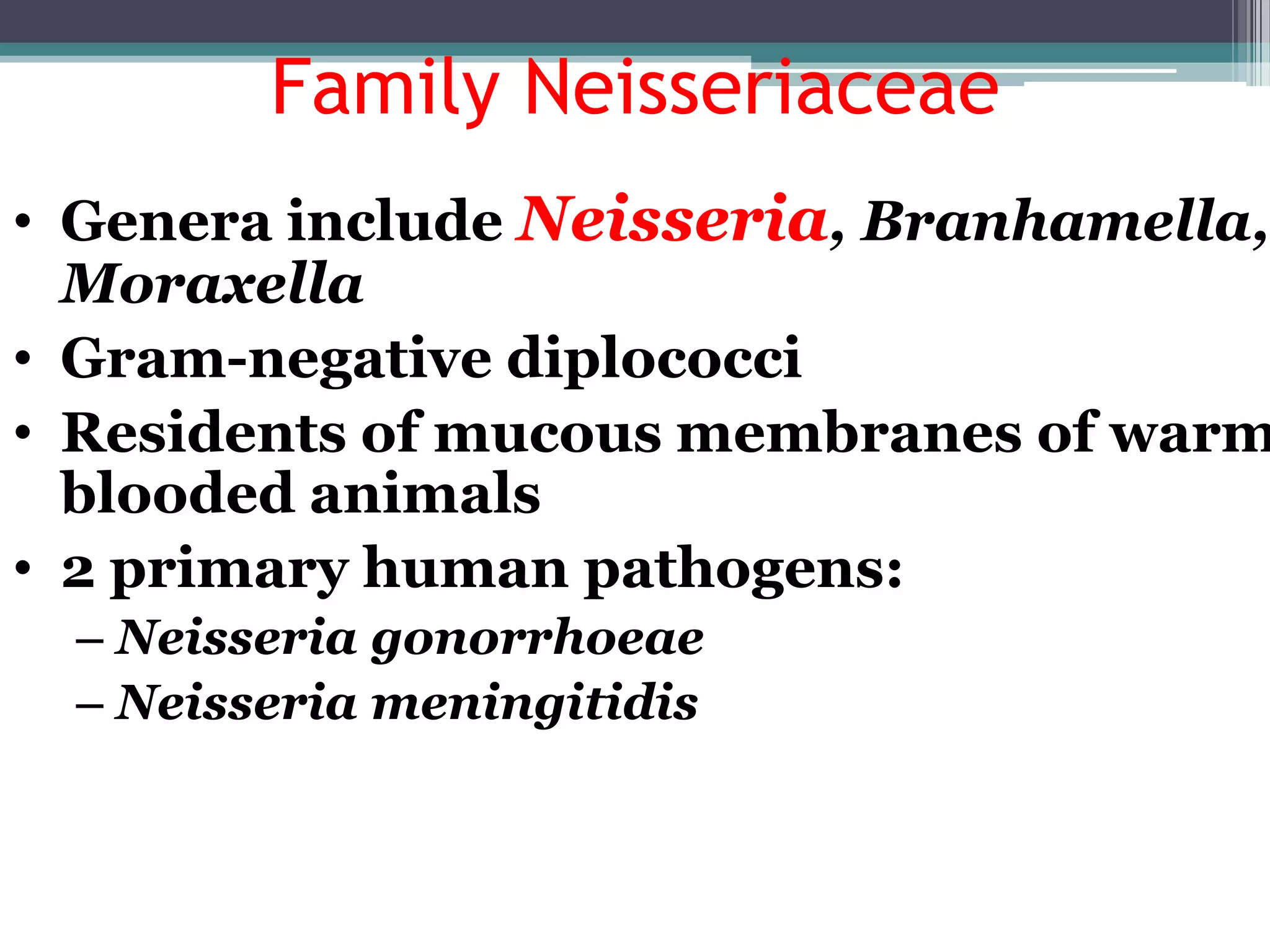 Neisseria deepa | PPTX