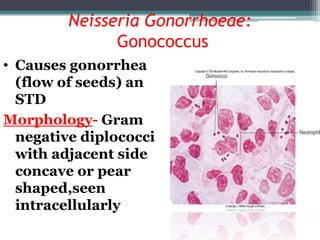 Neisseria Gonorrhoeae Gram Stain
