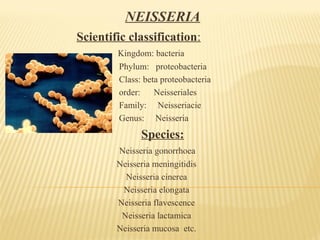 Neisseria gonorhae | PPT