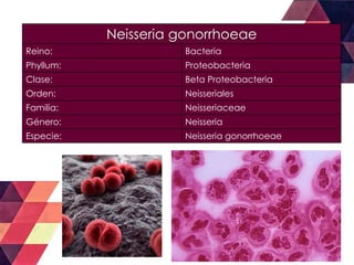 Neisseria gonorrhoeae. | PPTX