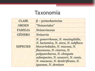 Neisseria gonorrhoeae descripción general.ppt