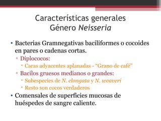 Neisseria gonorrhoeae descripción general.ppt