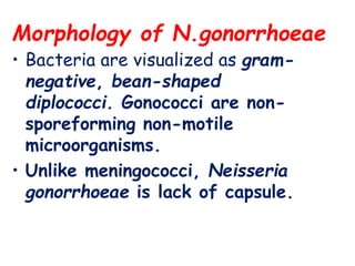Neisseria gonorrhoeae (gonococcus).pdf