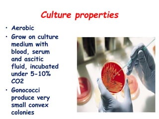 Neisseria gonorrhoeae (gonococcus).pdf