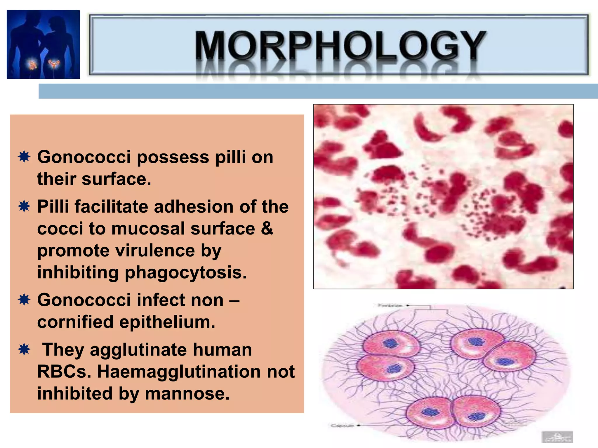 Neisseria gonorrhoeae lecture iii term | PPTX