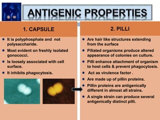 Neisseria gonorrhoeae lecture iii term | PPTX