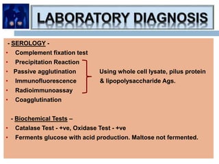 Neisseria gonorrhoeae lecture iii term | PPTX
