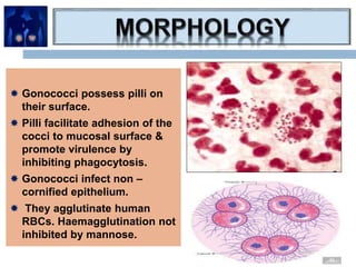 Neisseria gonorrhoeae lecture iii term | PPTX
