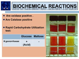Neisseria gonorrhoeae lecture iii term | PPTX