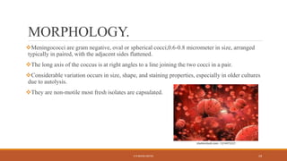 NEISSERIA NEISSERIA GONORRHOEAE K R.pptx