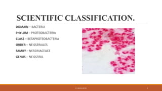 NEISSERIA NEISSERIA GONORRHOEAE K R.pptx