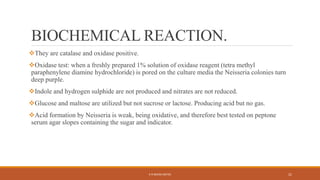 NEISSERIA NEISSERIA GONORRHOEAE K R.pptx