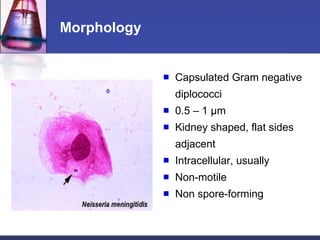 Neisseria Meningitidis | PPT