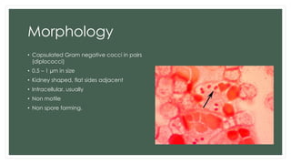 Neisseria meningitidis | PPTX