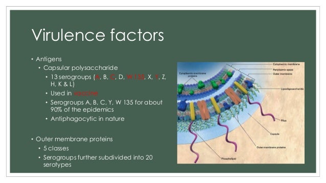 Neisseria meningitidis