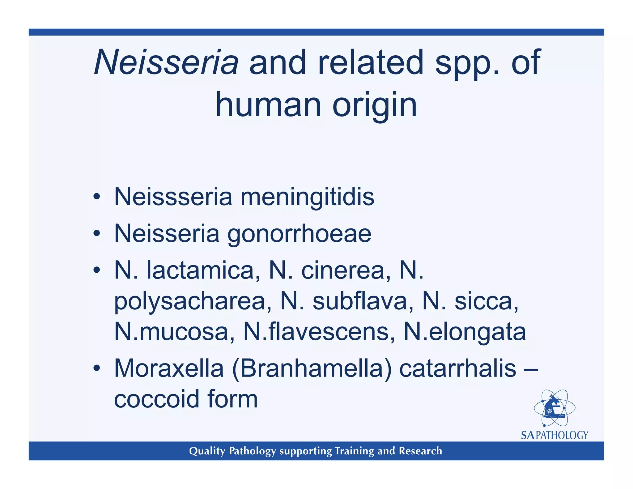 Neisseria meningitidis _clinical_laboratory_diagnosis_-plus (1) | PDF