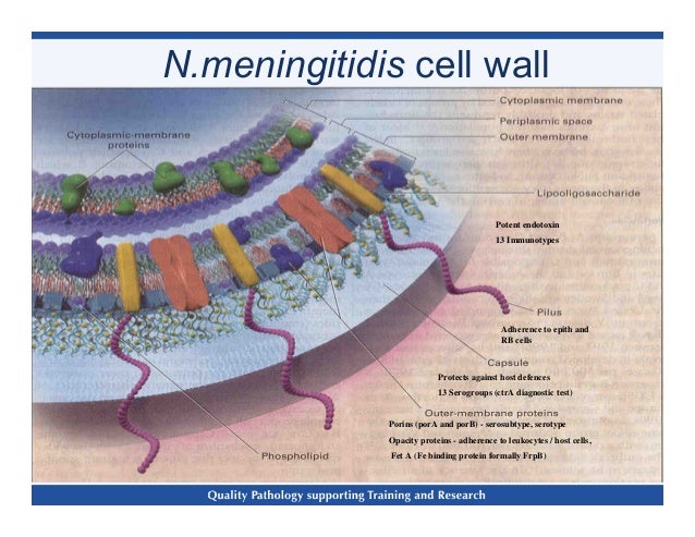 Neisseria meningitidis _clinical_laboratory_diagnosis_-plus (1)