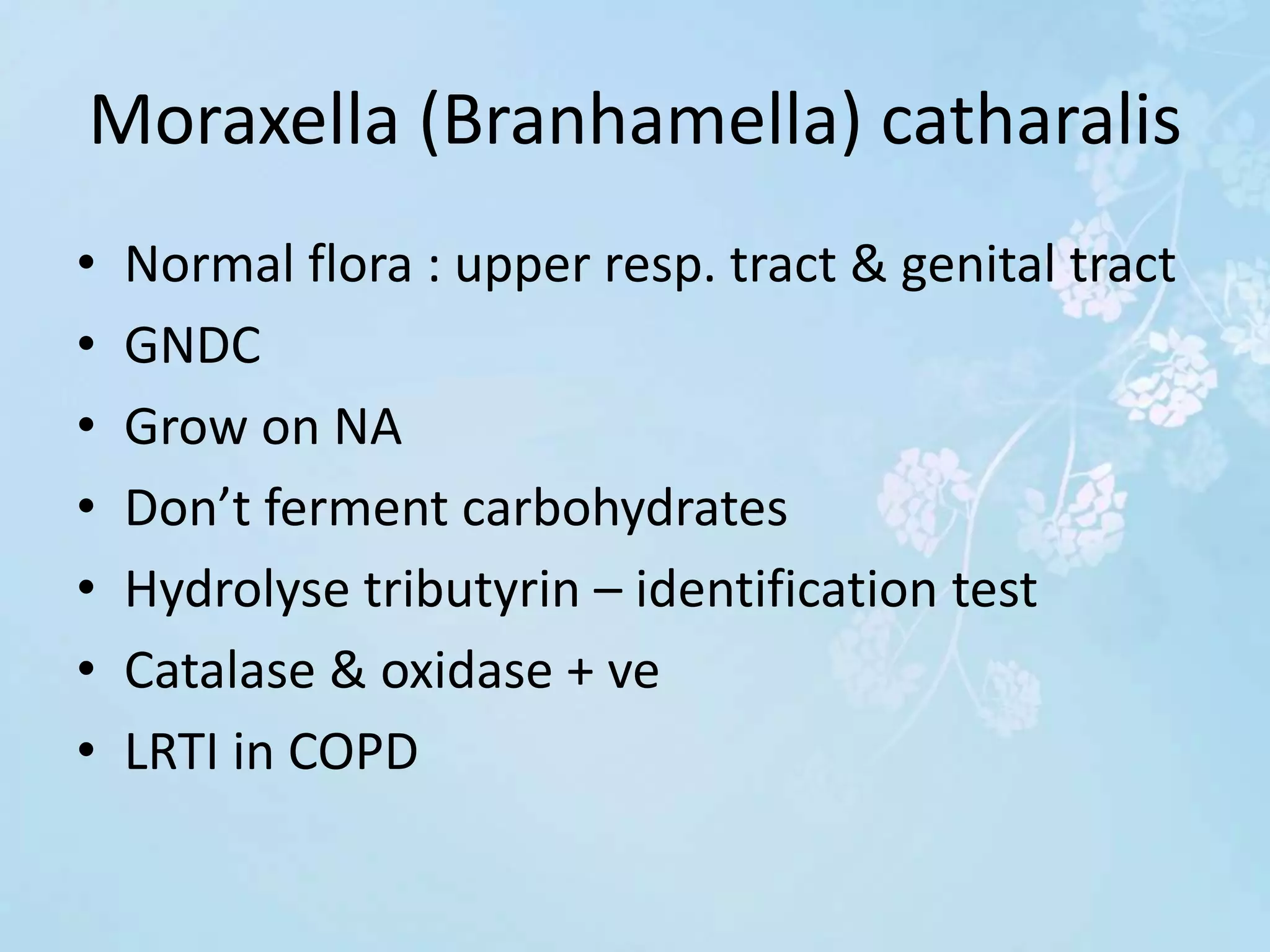 Neisseria & moraxella | PPTX