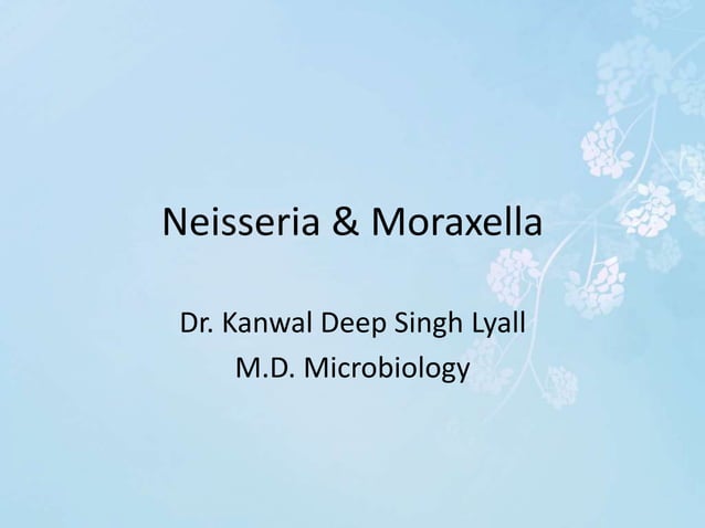 Neisseria & moraxella | PPTX | Infectious Diseases | Diseases and Conditions