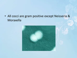 Neisseria & moraxella | PPTX