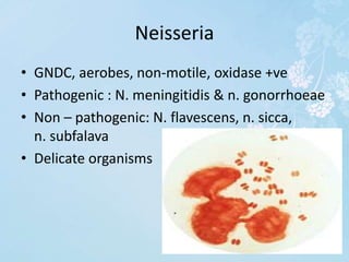 Neisseria & moraxella | PPTX