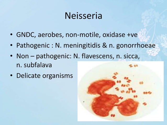 Neisseria & moraxella | PPTX | Infectious Diseases | Diseases and ...