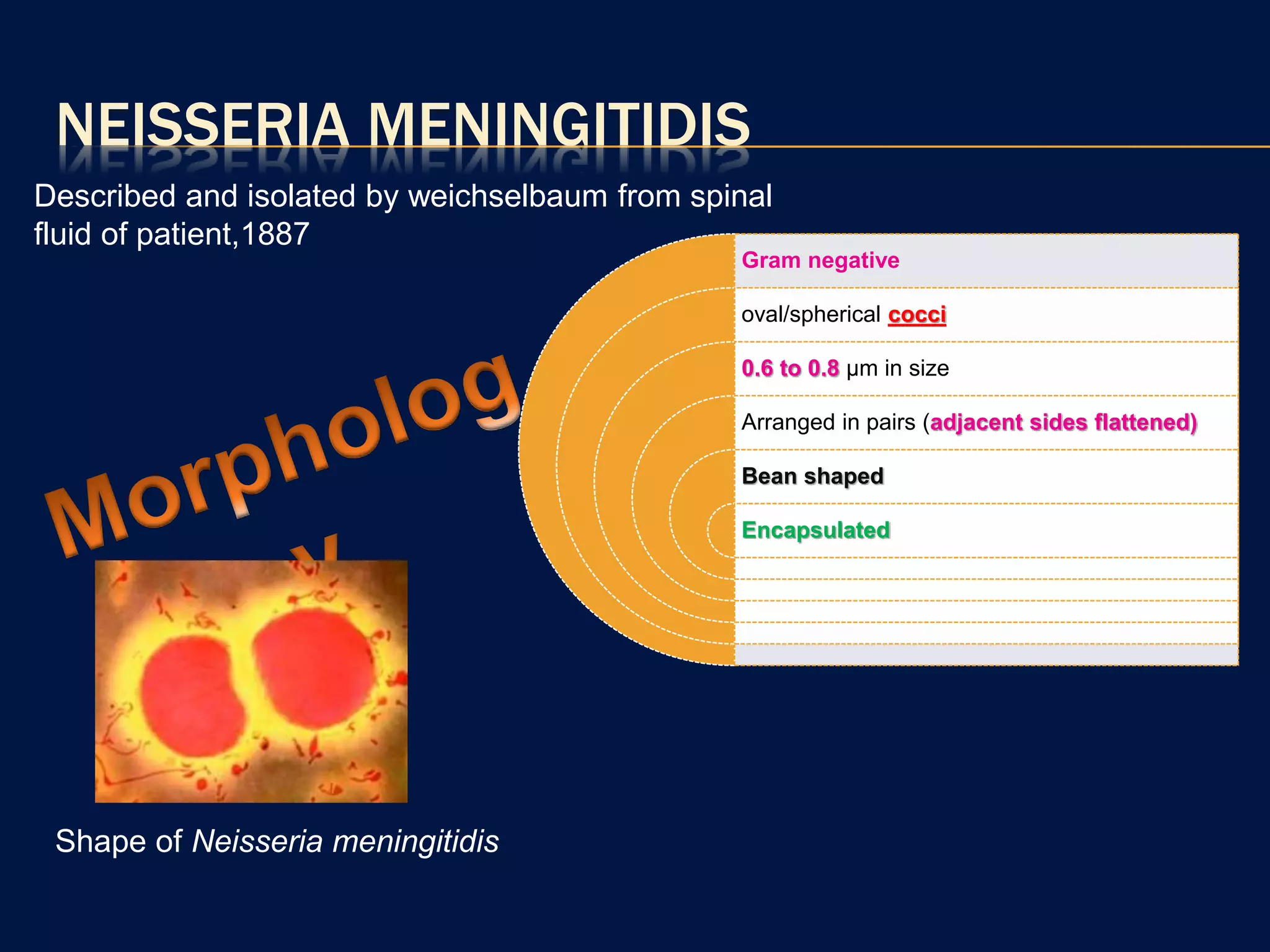 Neisseria | PPTX