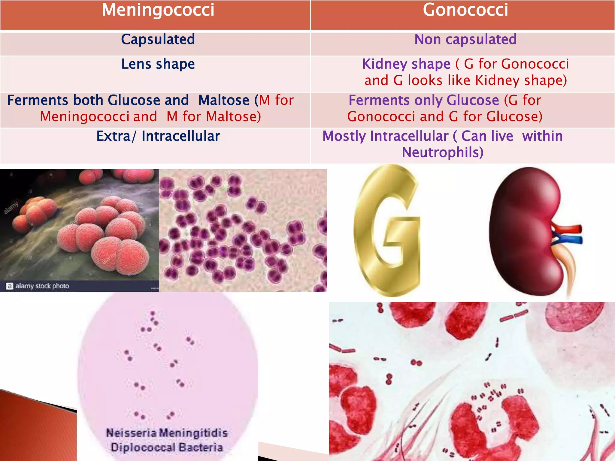 Neisseria by Dr. Rakesh Prasad Sah | PPTX